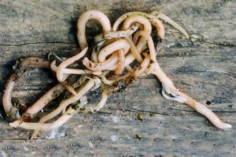 Managing Intestinal Parasites In Sheep And Goats Intestinal Parasites