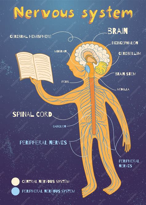 Premium Vector Vector Cartoon Illustration Of Human Nervous System