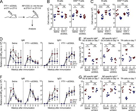 Contribution Of Lymphocyte Recirculation Through Lns To The Diurnal Download Scientific Diagram