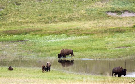 Bison Paddock Waterton Hareeshclicks Com