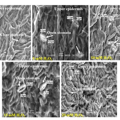 Figure Sem Photographs Of Stomatal Opening At Leafs Upper Surface Of H