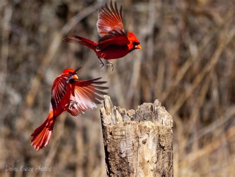 Public Domain Picture Photo Of The Week Two Male Cardinals Id