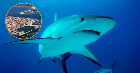 Avistan Un Tiburón Azul De Casi Dos Metros Cerca Del Embarcadero De Santoña En Cantabria Infobae