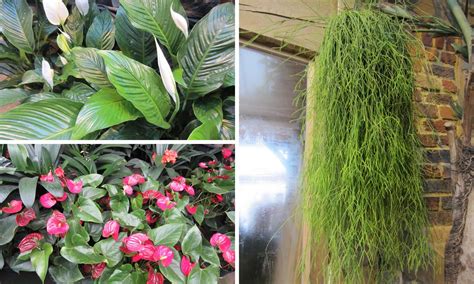 Trailing Tropical Grass Right Living Props Natural Scenery