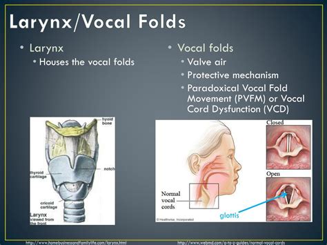 Ppt Respiratory System Lecture 4 Powerpoint Presentation Free