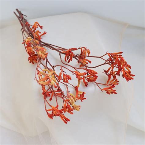 Dried Kangaroo Paw Anigozanthus Bouquet Natural Vase Arrangement