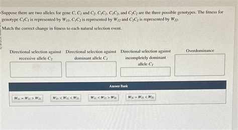 Solved Suppose There Are Two Alleles For Gene Cc1 ﻿and