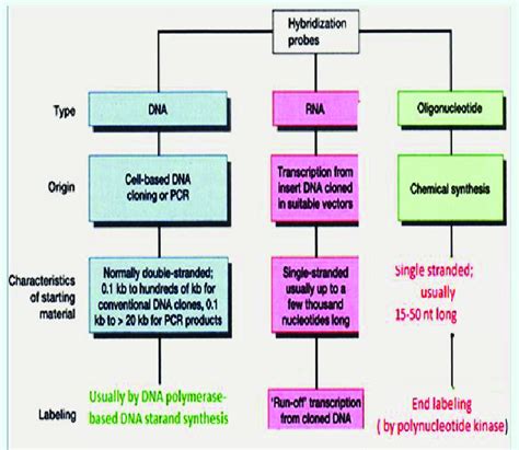Hybridization Of Dna And Rna Download Scientific Diagram
