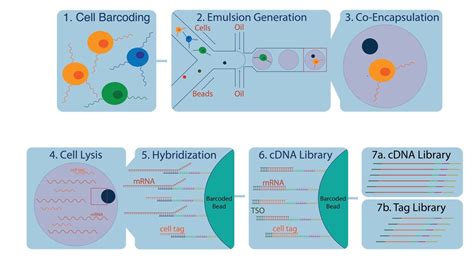 The Benefits Of Multiplexing Bits Of Dna