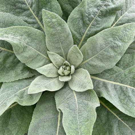 Common Great Mullein Seeds The Plant Good Seed Company