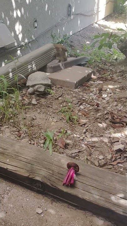 Gutter Bunny Youtube