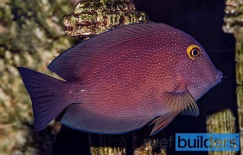Fish Id Kole Tang Reef2reef