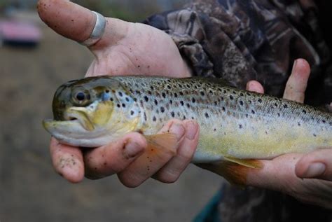 Deformed Trout Sideways View Fozzie Foster Flickr