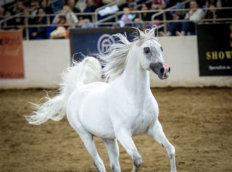 Arabian Horse