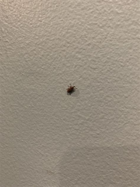 Is This Smol Guy What I Think He Is Rweeviltime