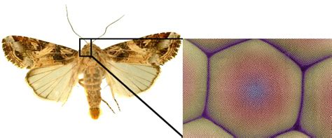 Artificial Moth Eyes Enhance The Performance Of Silicon Solar Cells