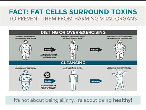 Fat Cells Surround Toxins