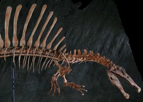 Spinophorosaurus Nigeriensis