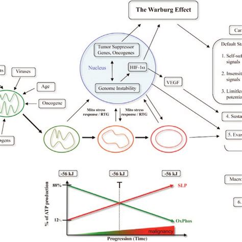 Mitochondrial Respiratory Dysfunction As The Origin Of Cancer Cancer