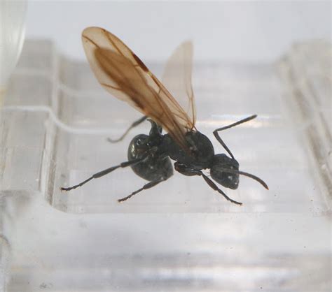 哀愁棘山蟻 Polyrhachis Moesta 螞蟻軍團 Ants Squad