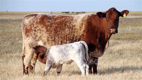 Cattle Breed Identification Flashcards