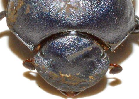 Canthon Pilularius Bugguide Net