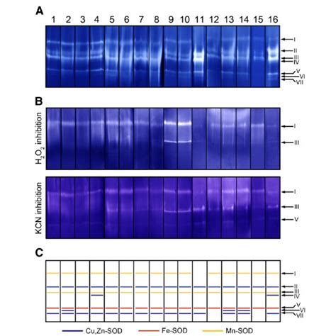 Total Sod Activity And Inhibition Assays Of Pollen Protein Extracts