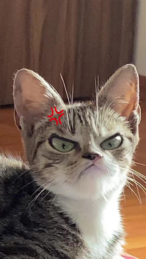 Gato Enojado Feliz