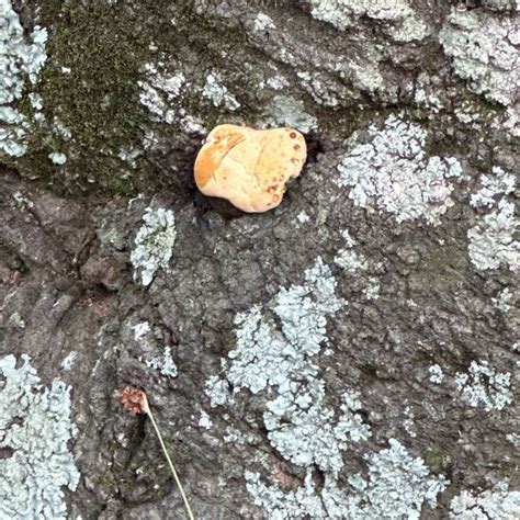 아까시흰구멍버섯