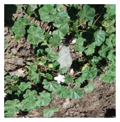 Wild Edible Plants A Polygonum Polystachyum B Polygonum