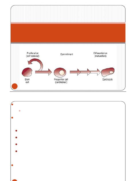 Cell Commitment Specification And Determination Pdf Cellular Differentiation Morphogenesis