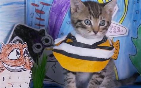 Watch Ridiculously Cute Kittens Act Out Finding Nemo In A Performance Worthy Of An Oscar