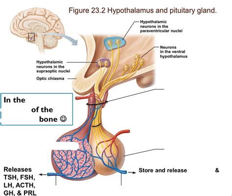Pituitary Gland Diagram Quizlet Pituitary Gland Diagram Quizlet