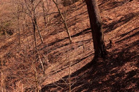 Natural Art Of Shadow With Naked Trees Stock Photo Image Of Branch Sunbeams 222083702