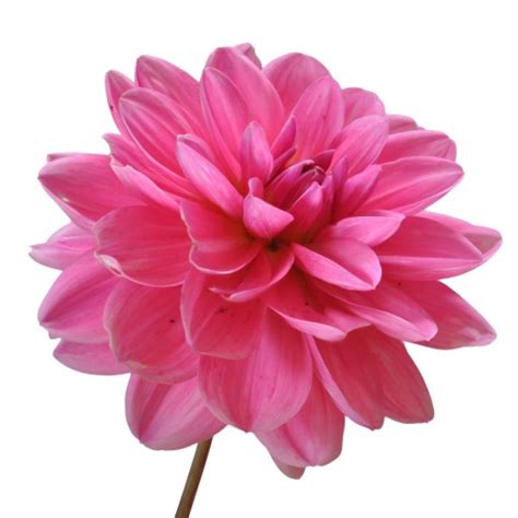 History Of Sex In Western Culture Magdalena La Sanguigni