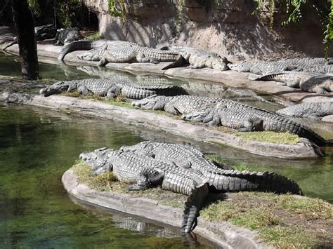 Crocodile Waters By Kitsune Craft On Deviantart