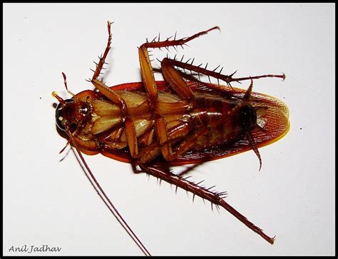 American Cockroach Underside Macro