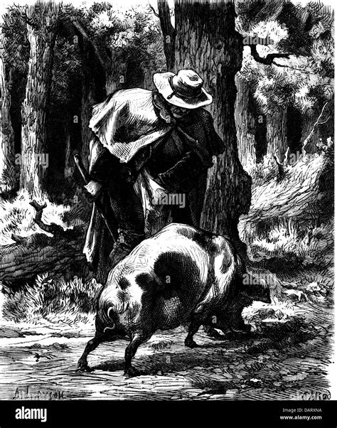 Truffle Pig Hi Res Stock Photography And Images Alamy