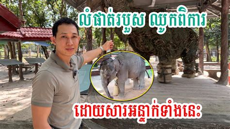 លំផាត់របួសឈូកពិការដោយសារអន្ទាក់ទាំងនេះ លំផាត់ Cambodia Youtube