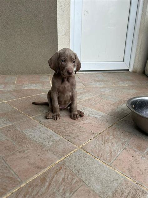 Vajmarski Ptičar štenci