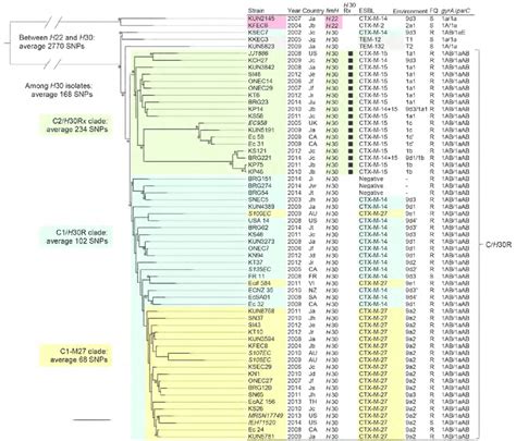 Core Genome Single Nucleotide Polymorphism Snp Based Phylogenetic