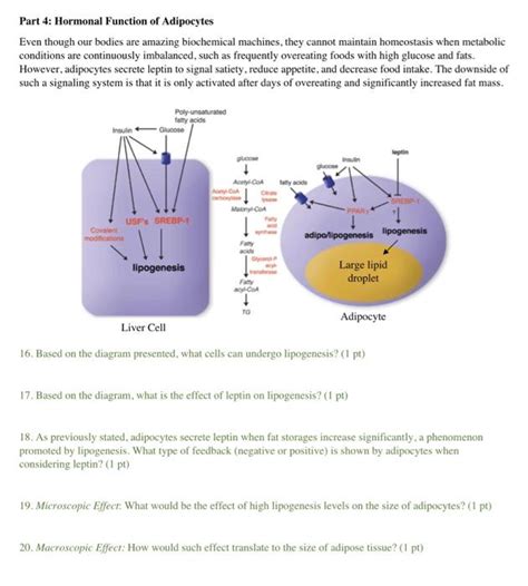 Solved Part 4 Hormonal Function Of Adipocytes Even Though