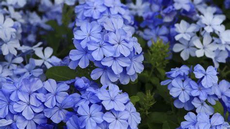 Dive Into Nature Discover 101 Types Of Blue Flowers