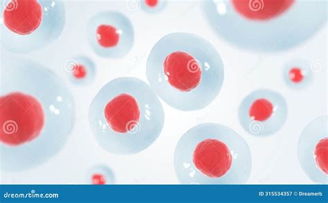 Embryonic Human Cell Development Isolated In The Uterus 3d