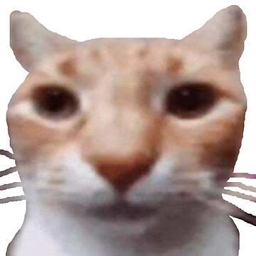Low Quality Cat Sticker For Sale By Greytoastie Redbubble
