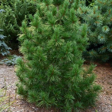 Pine White Columnar 6 7 Ted Lare Design And Build