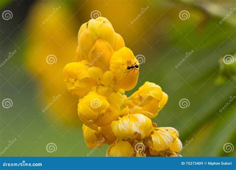 Ringworm Bush Stock Image Image Of Ulcers Treatment 75273409