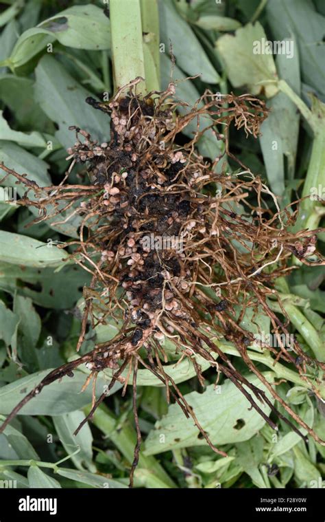 Root Nodules Plants At Margurite Stokes Blog
