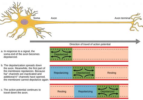 Neuron Definition Structure Types Functions Biology Notes Online