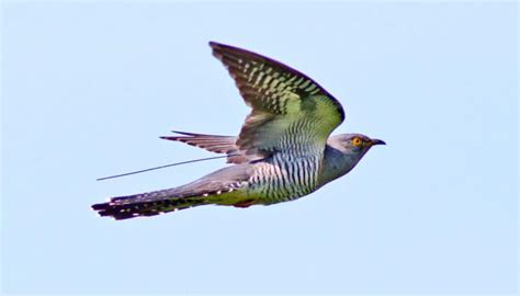 Chasing Down Food May Get Tougher For These Birds Futurity